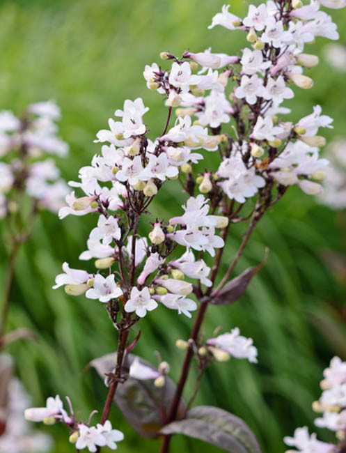 Beardtongue Husker Red