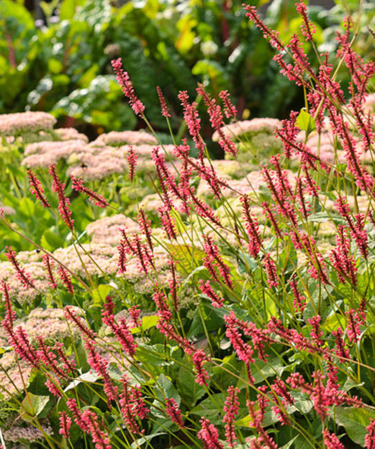 Persicaria amplexicaulis 'Taurus' (Mountain Fleece)