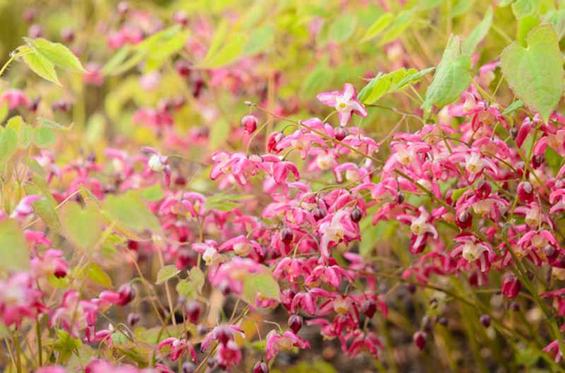 Epimedium × rubrum (Red Barrenwort)