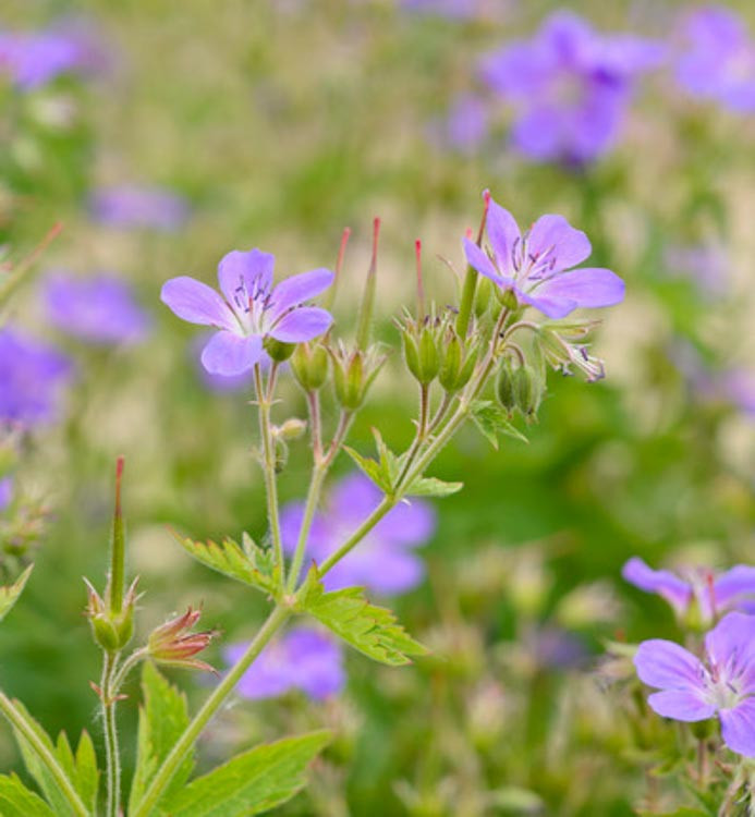 Geranium sylvaticum 'Mayflower' (Wood Cranesbill)