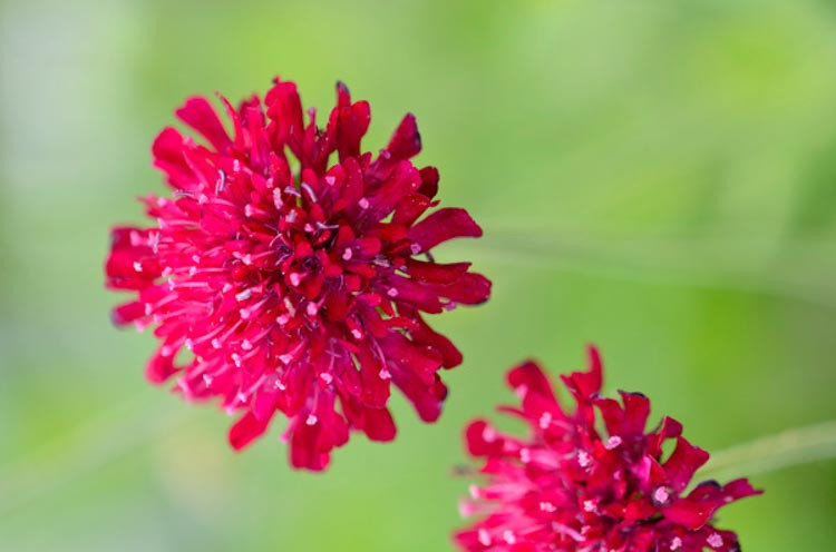 Knautia macedonica (Macedonian Scabious)