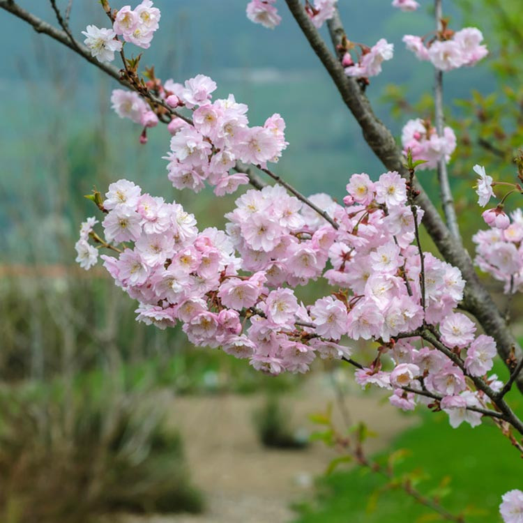 Prunus × subhirtella 'Autumnalis Rosea' (Higan Cherry)