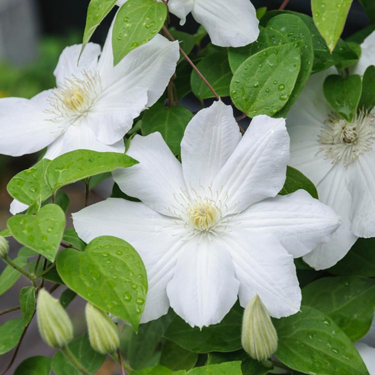 Clematis 'Asagasumi' (Early Large-Flowered Clematis)