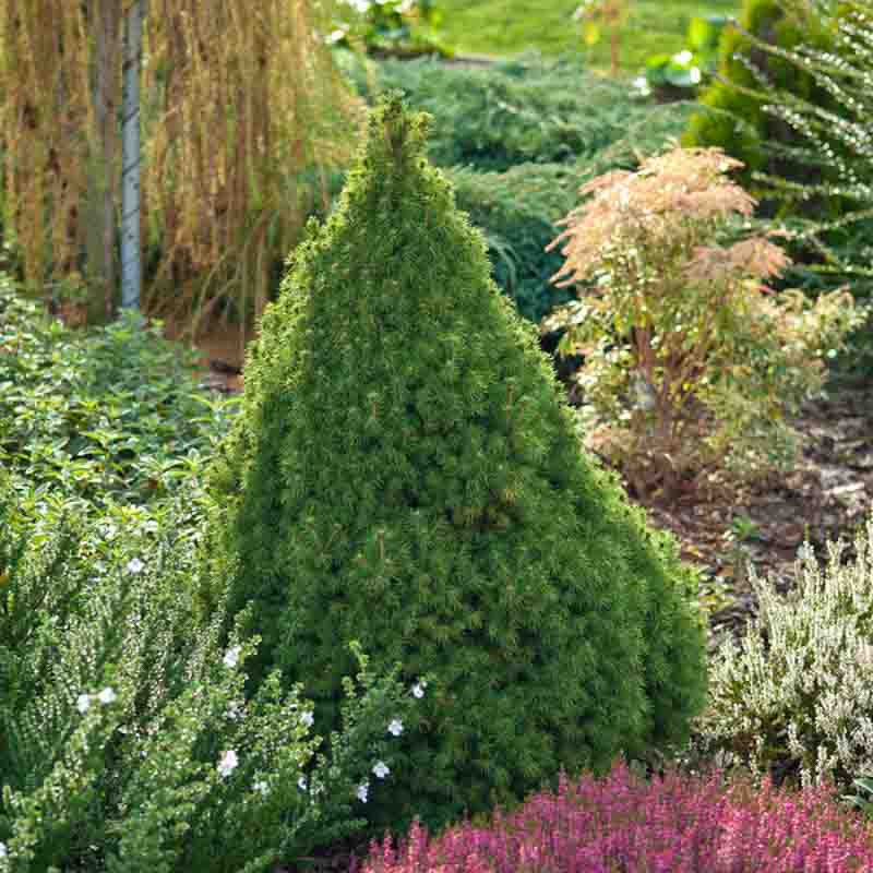 Picea glauca var. albertiana 'Conica' (White Spruce)