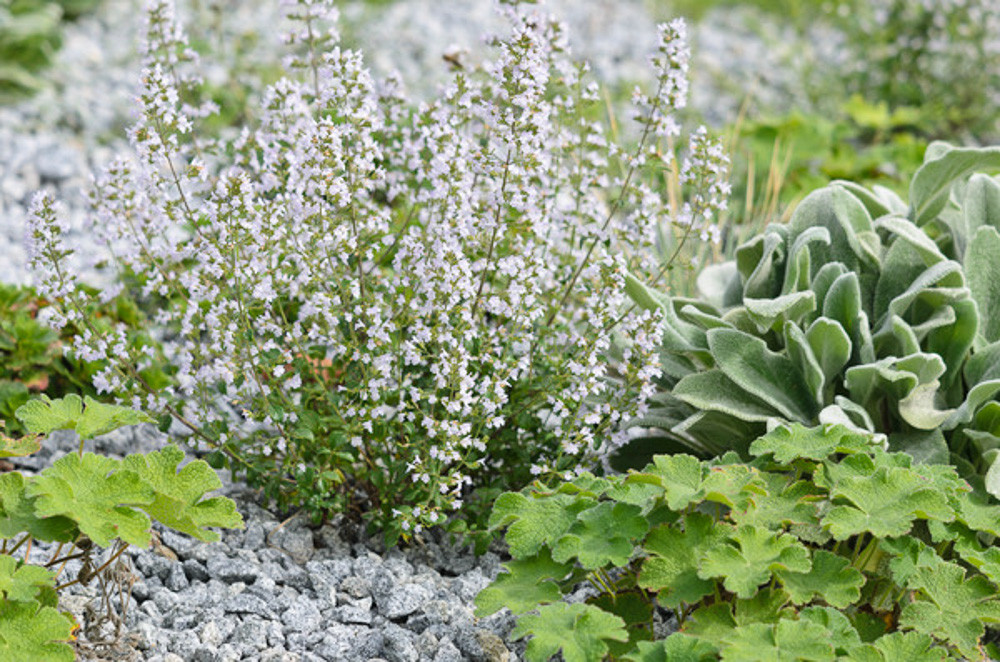 Calamintha nepeta (Lesser Calamint)