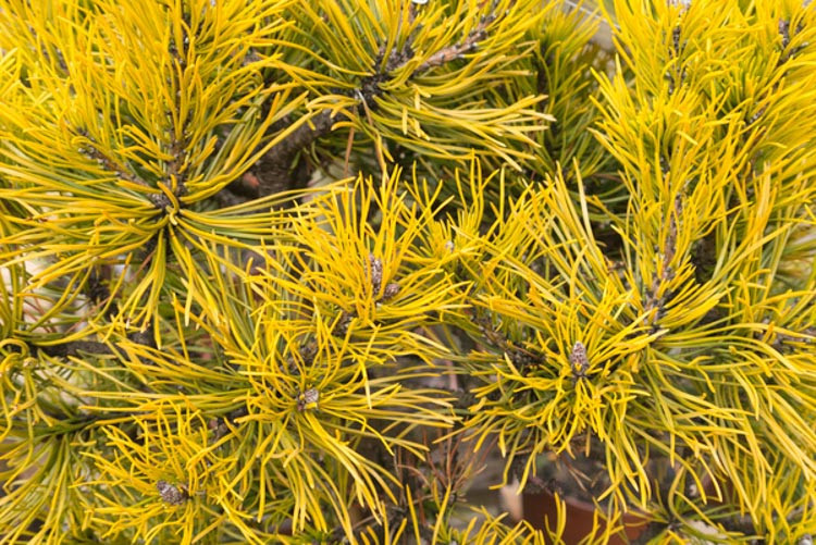 Pinus mugo 'Carstens' (Dwarf Mountain Pine)