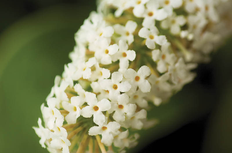 Buddleja davidii 'Buzz Ivory' (Butterfly Bush)
