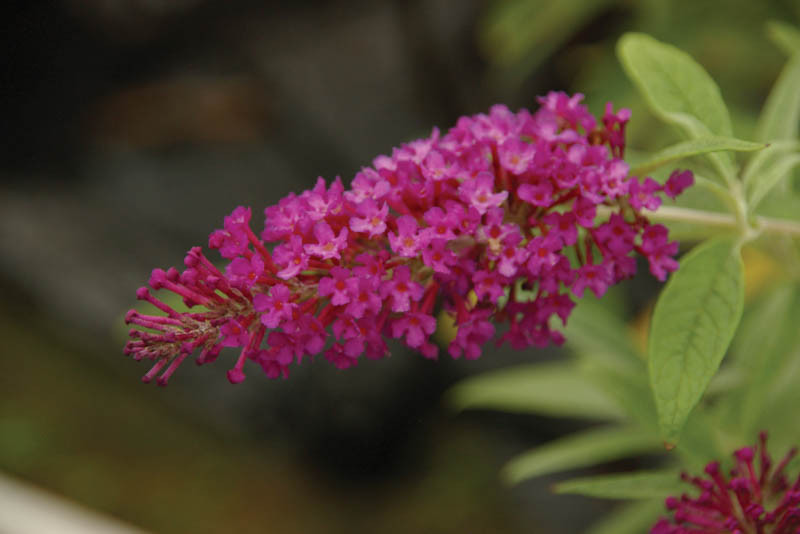 Buddleja davidii 'Buzz Magenta Improved' (Butterfly Bush)