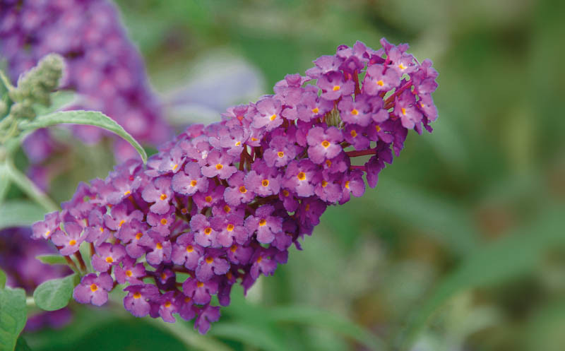 Buddleja davidii 'Buzz Magenta' (Butterfly Bush)