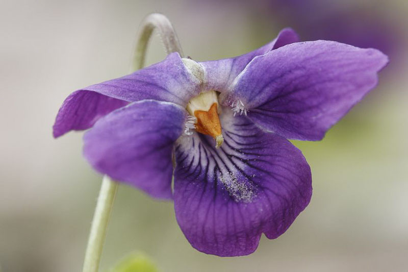 Viola sororia (Common Blue Violet)
