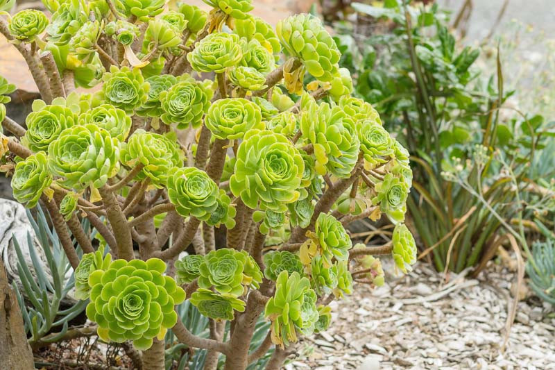 Aeonium arboreum