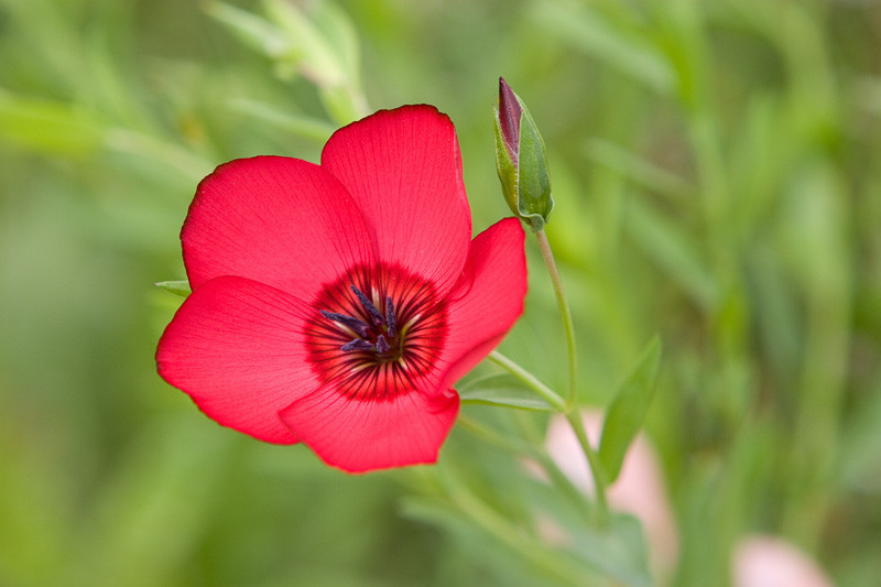 Linum grandiflorum (Flowering Flax)