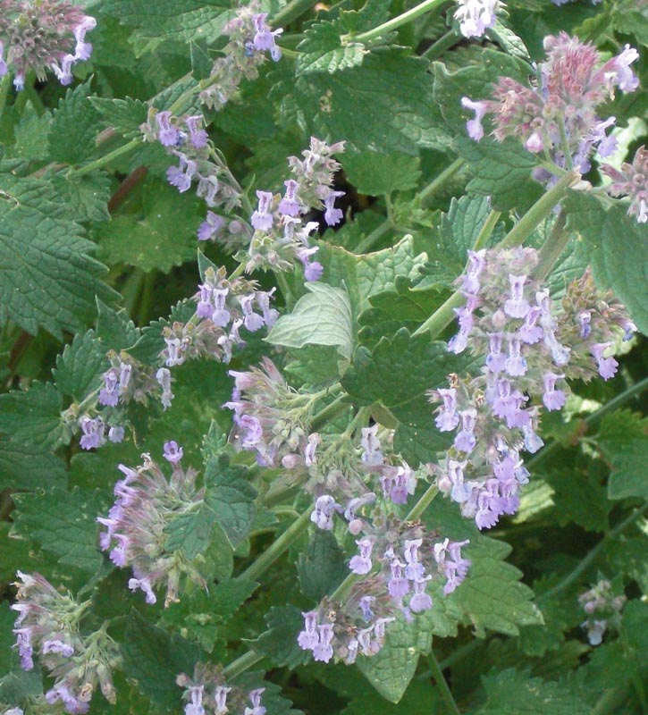 Nepeta racemosa 'Blue Wonder' (Catmint)