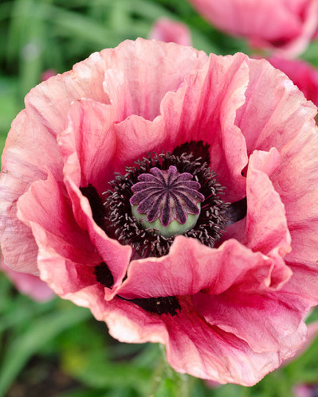 Papaver orientale 'Marlene' (Oriental Poppy)
