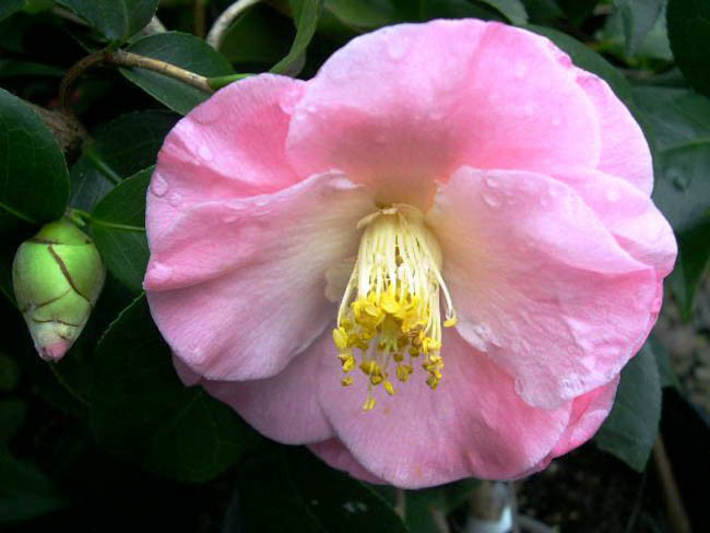 Camellia japonica 'April Remembered'