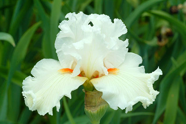 Iris 'Catch A Star' (Bearded Iris)