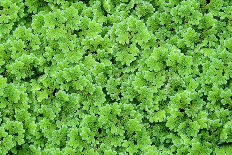 Azolla filiculoides (Mosquito Fern)