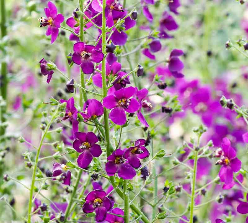 Verbascum phoeniceum 'Violetta' (Purple Mullein)