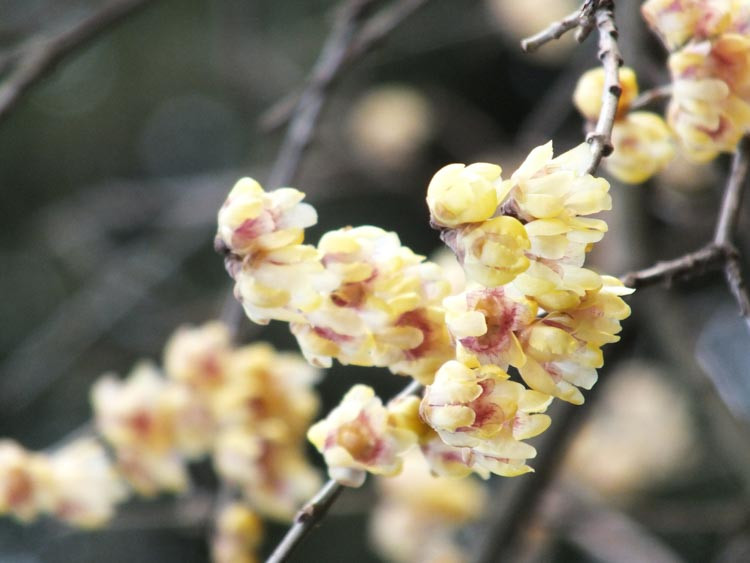 Chimonanthus praecox 'Grandiflorus' (Wintersweet)