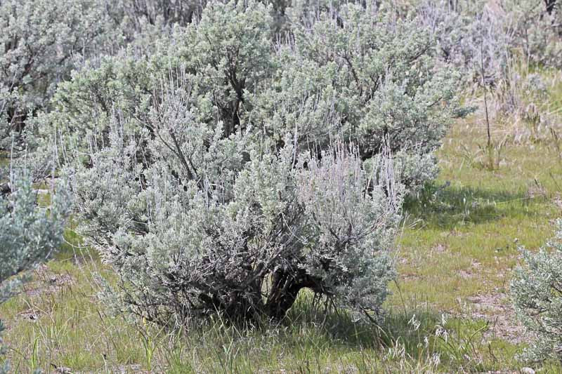 Artemisia tridentata (Big Sagebrush)