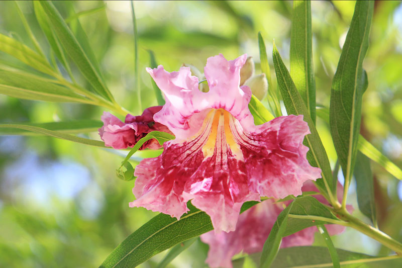 Chilopsis linearis (Desert Willow)