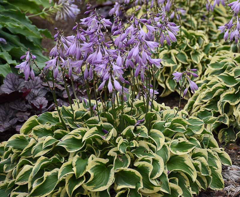 Hosta 'Wrinkle in Time' (Plantain Lily)