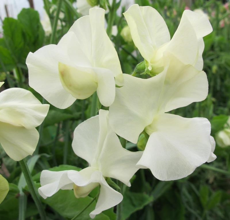 Lathyrus odoratus 'Clotted Cream' (Sweet Pea)