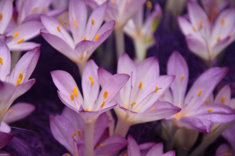 Colchicum cilicicum (Autumn Crocus)