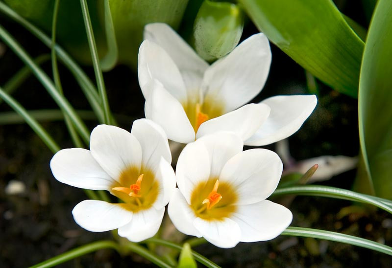 Crocus chrysanthus 'Ard Schenk' (Snow Crocus)