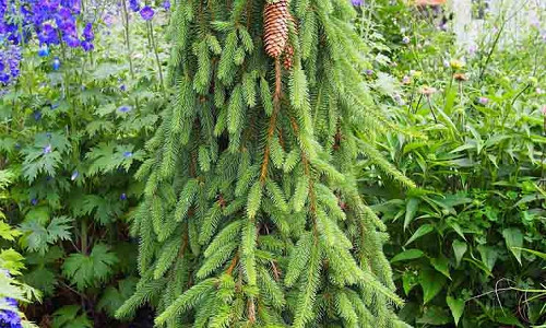 Spruce Flowers Los Angeles | Best Flower Site