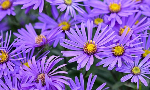 Deep Blue Aster Flower | Best Flower Site