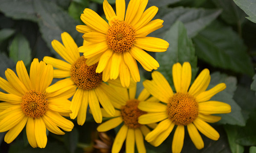 What Is The National Flower Of Kuwait | Best Flower Site