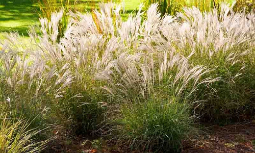 How To Grow And Care For Maiden Grass | atelier-yuwa.ciao.jp