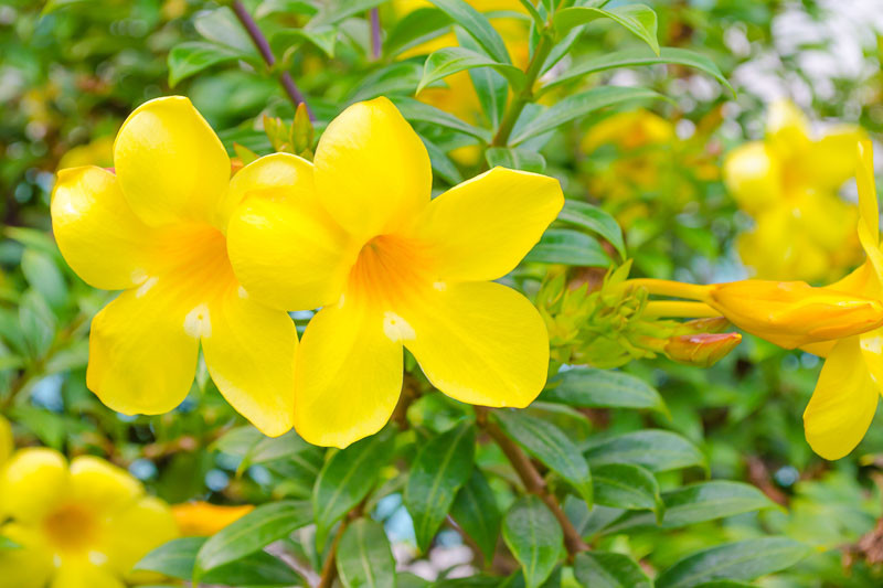 Allamanda cathartica (Golden Trumpet)