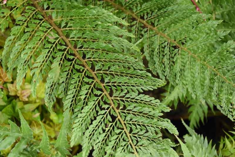 Polystichum setiferum 'Pulcherrimum Bevis' (Soft Field Fern)