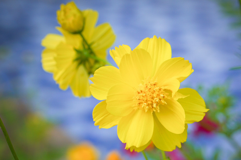 Cosmos sulphureus 'Cosmic Yellow'