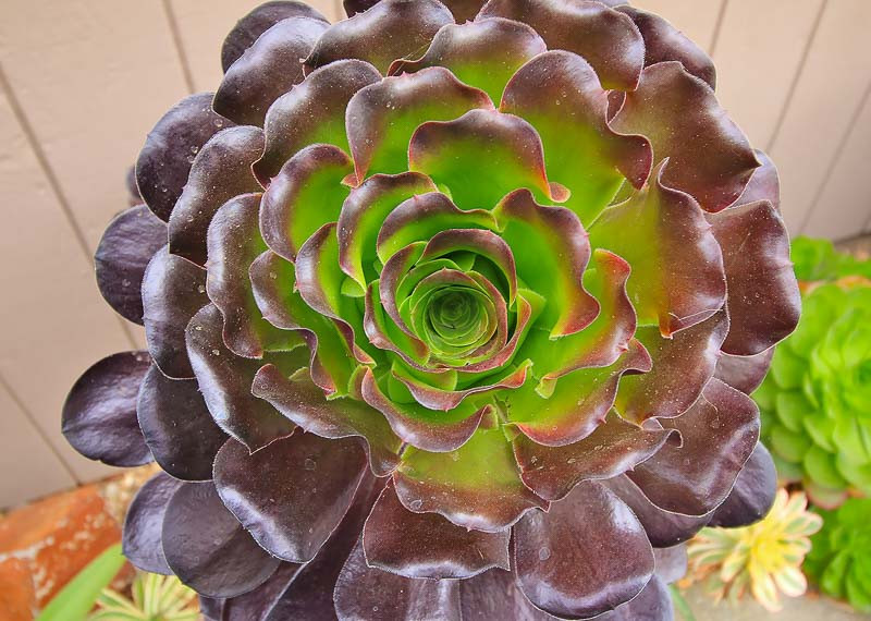 Aeonium 'Cyclops'