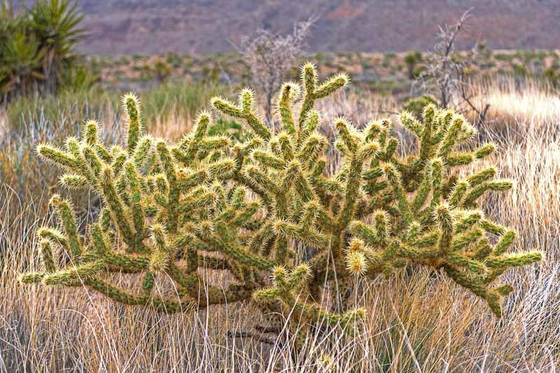 Cylindropuntia echinocarpa (Silver Cholla)