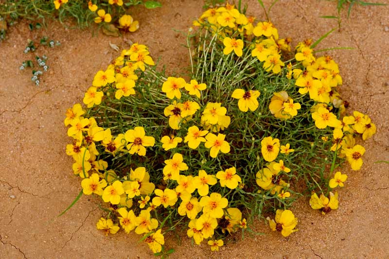Zinnia grandiflora (Plains Zinnia)