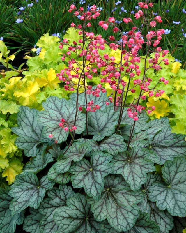Heuchera 'Peppermint Spice' (Coral Bells)