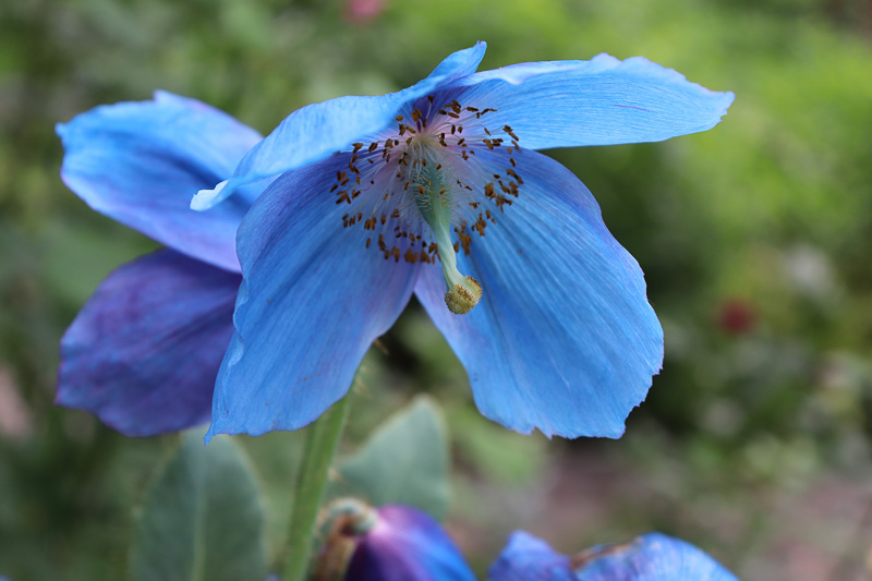 Meconopsis grandis (Tibetan Poppy)
