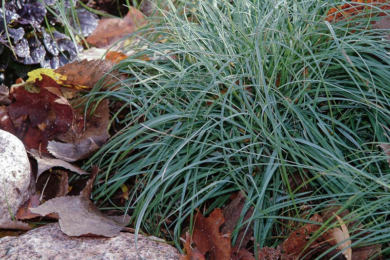 Carex flacca 'Blue Zinger' (Blue Sedge)