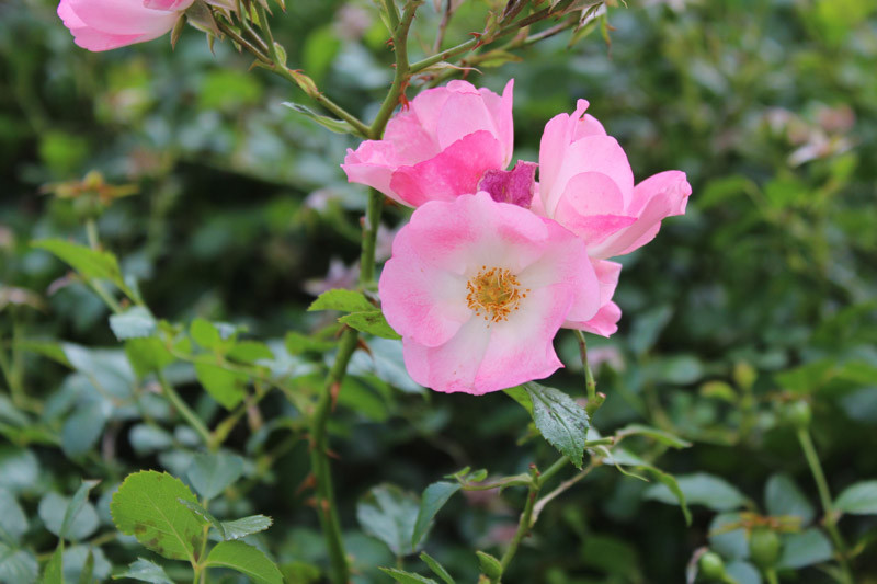 Rosa nutkana (Nootka Rose)
