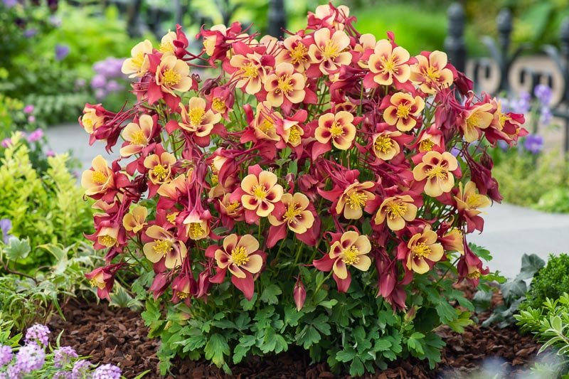 Aquilegia Earlybird Red Yellow (Columbine)