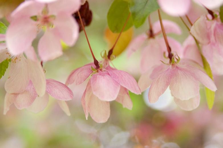 Malus 'Indian Magic' (Crabapple)