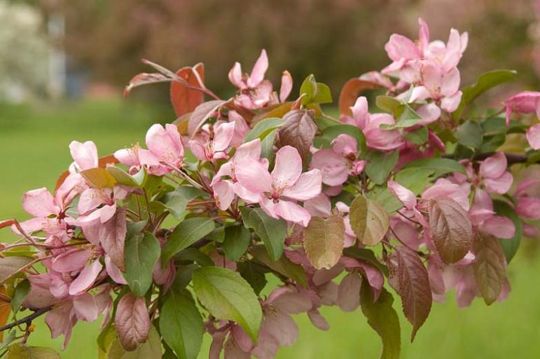 Malus 'Indian Magic' (Crabapple)