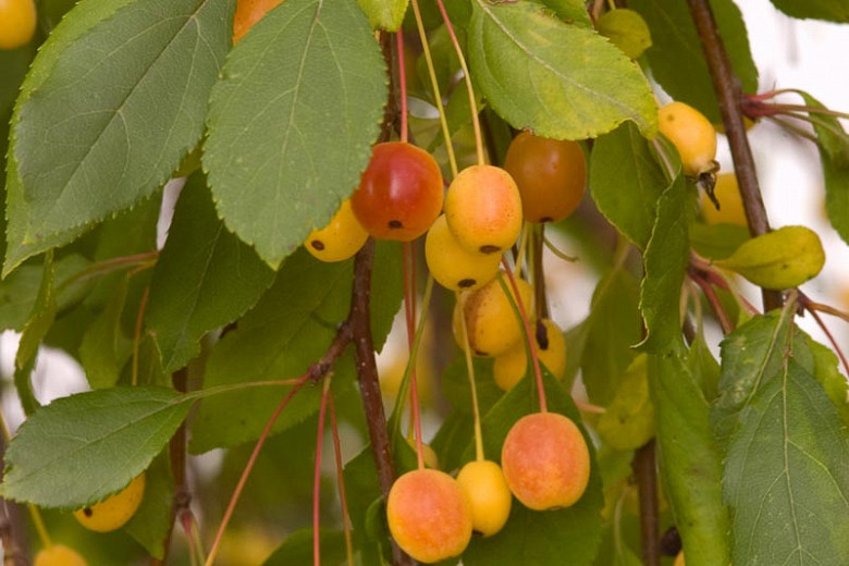 Louisa Weeping Flowering Crabapple | Best Flower Site