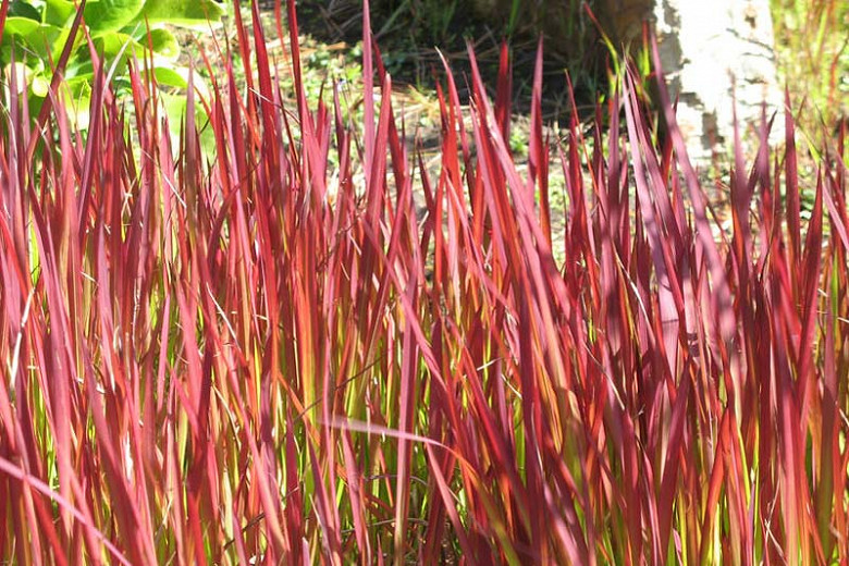 Red Ornamental Grasses