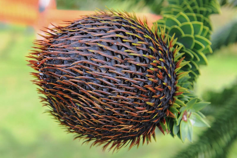 Araucaria Araucana Cones