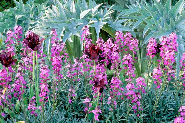 Erysimum 'Bowles's Mauve' (Wallflower)